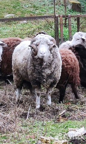 Баран меринос