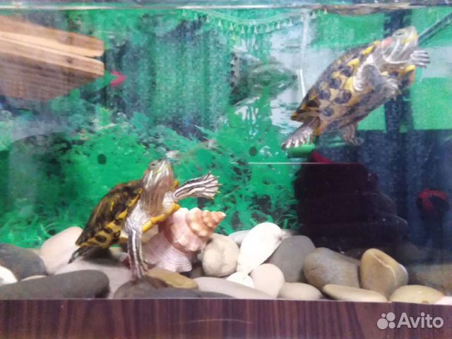 Черепахи с аквариумом