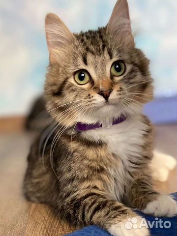 Сибирская красотка Марьяна