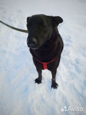 Собака в добрые руки