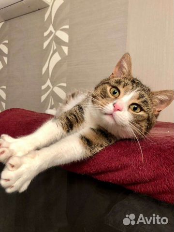 Кот Батон, около года, очень классный