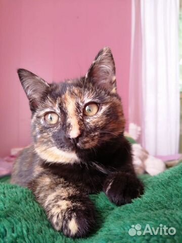 Кошечка с норковой шубкой