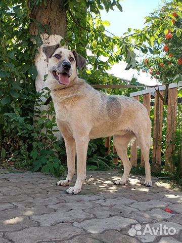 Собака - громкий звоночек в добрые руки