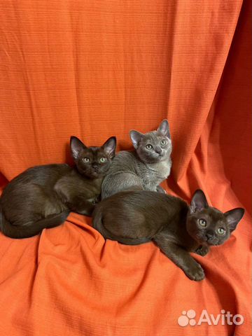 Бурманские котята