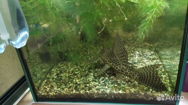 Птеригоплихт (Парчовый сом) гигантский сом