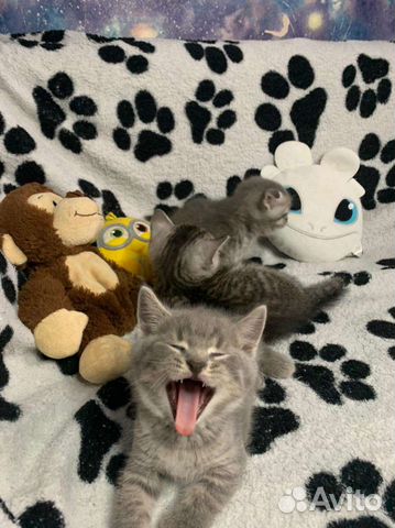 Тигрята в год тигра