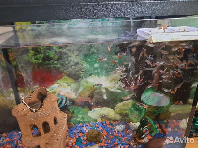 Рыбки гуппи