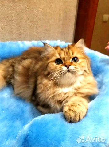Роскошные Шотландцы, Хайленд страйт, Очаровашки