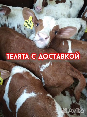Телята бычки телочки с доставкой
