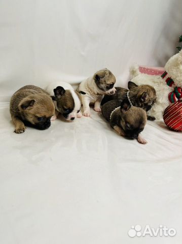 Щенки чихуахуа тигровый окрас