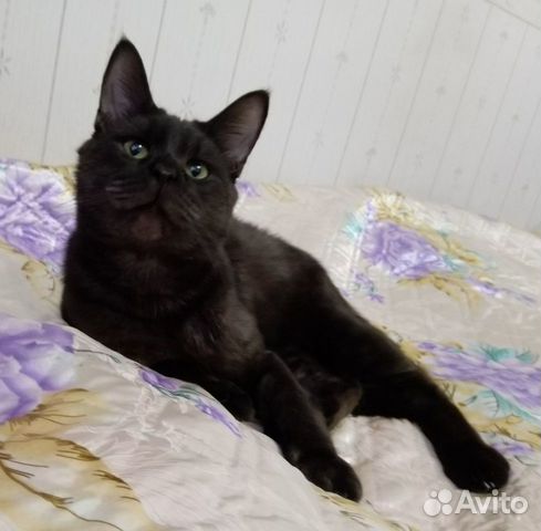 Ищем дом и надежных хозяев для Мурзика