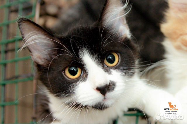 Рутти нежнейшая кошачья фея, воздушная, наивная