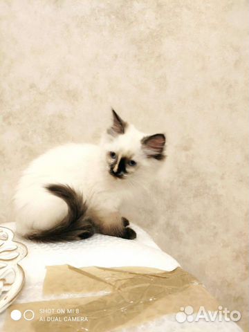 Котята рэгдолл