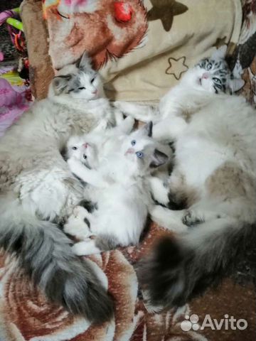 Мальчики красавчики