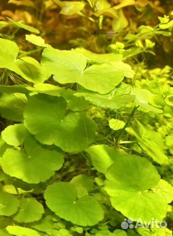 Аквариумные растения