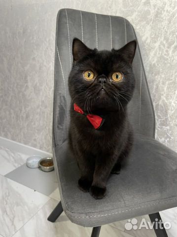 Экзотическая