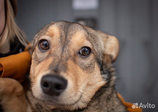 Милый малыш ищет дом