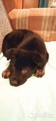 Барик в дар