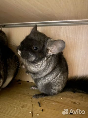 Шиншилленок