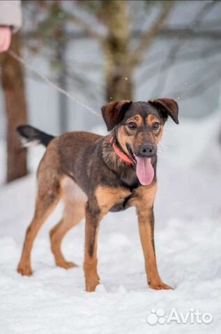 Помогите малышке Корице найти своих родителей