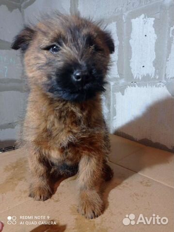 Собаки бесплатно в добрые руки щенки