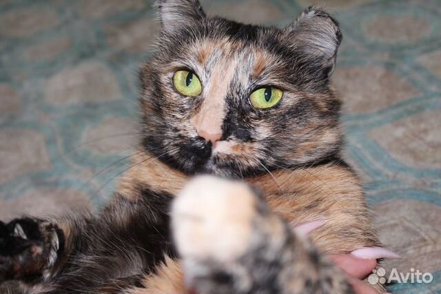 Кошка