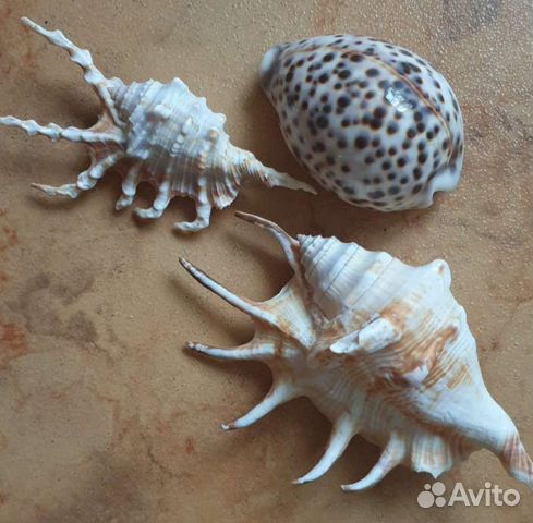 Ракушки в ассортименте