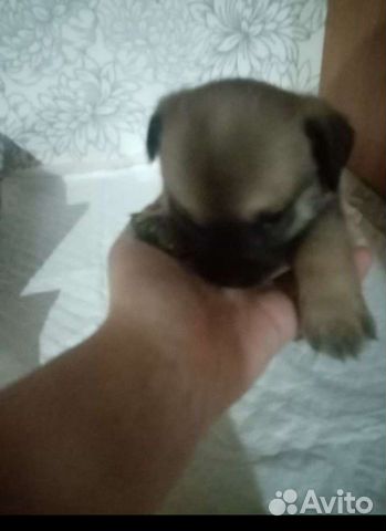 Щенки амстаффа