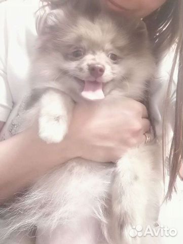 Девочка шоколадный мрамор