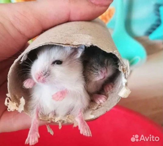 Джунгарский хомяк с клеткой