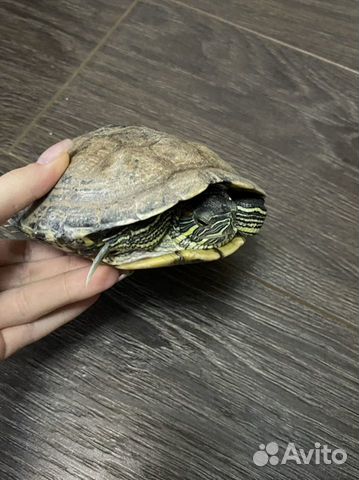 Красноухая черепаха бесплатно