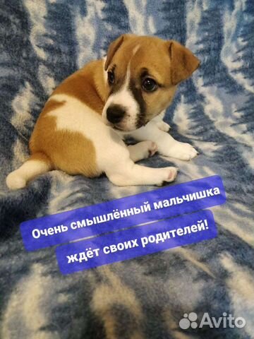 Щенки Джек рассел терьер