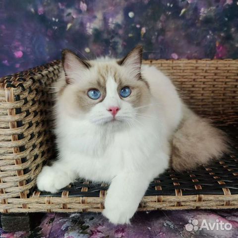 В разведение, рэгдолл, Марта