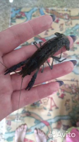 Рак Мраморный