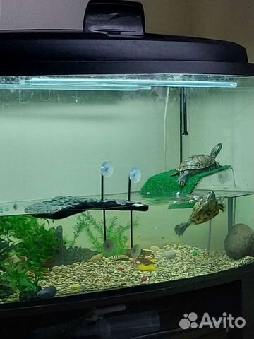 Красноухая черепаха бесплатно