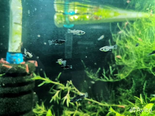 Мальки моллинезий, креветки