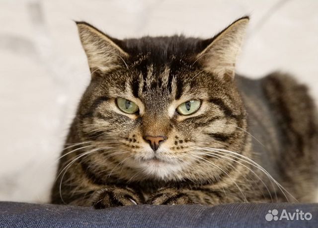 Молодая крупная независимая кошка в добрые руки