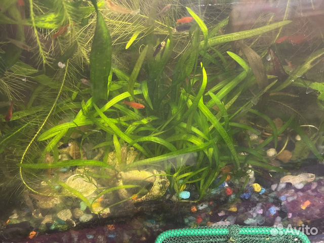 Стрелолист