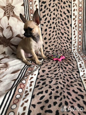 Чихуахуа мальчик