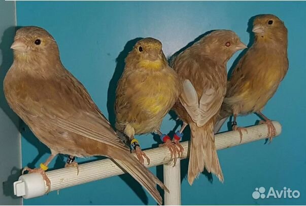 Продам канареек