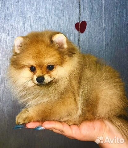 Померанский шпиц мини