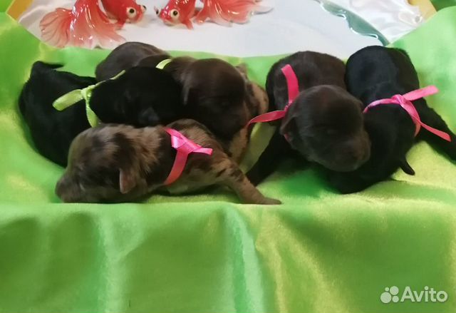 Йоркширский терьер Запись на щеночков