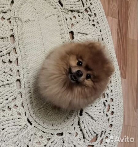 Мальчик шпиц ищет девочку