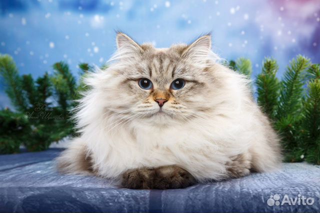 Невская маскарадная