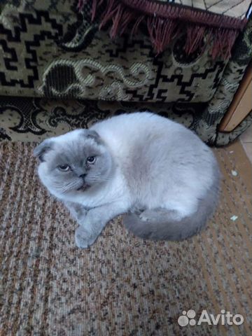 Шотландская вислоухая кошечка,возможно потеряли