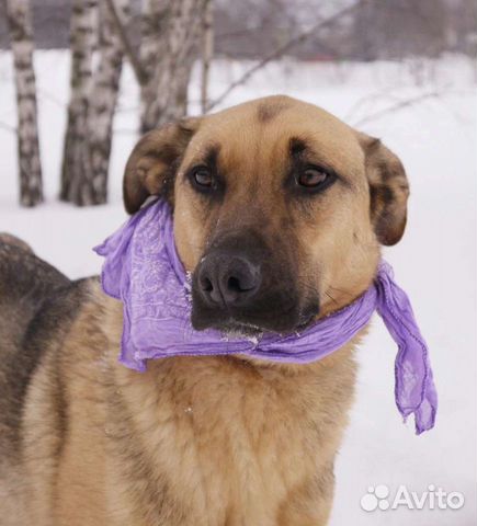 Слишком обычный пёс, люди хотят породистого