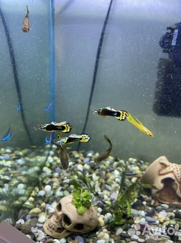 Рыбки гуппи