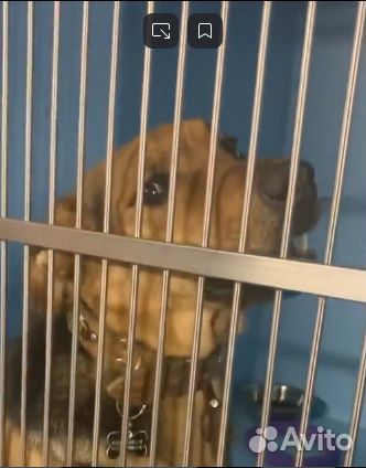 Василь очень хочет домой