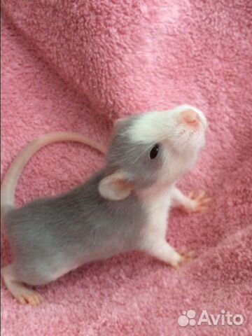 Крысята