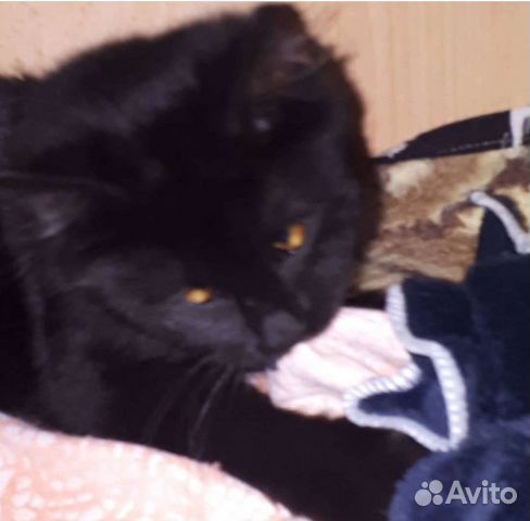 Отдам в добрые руки